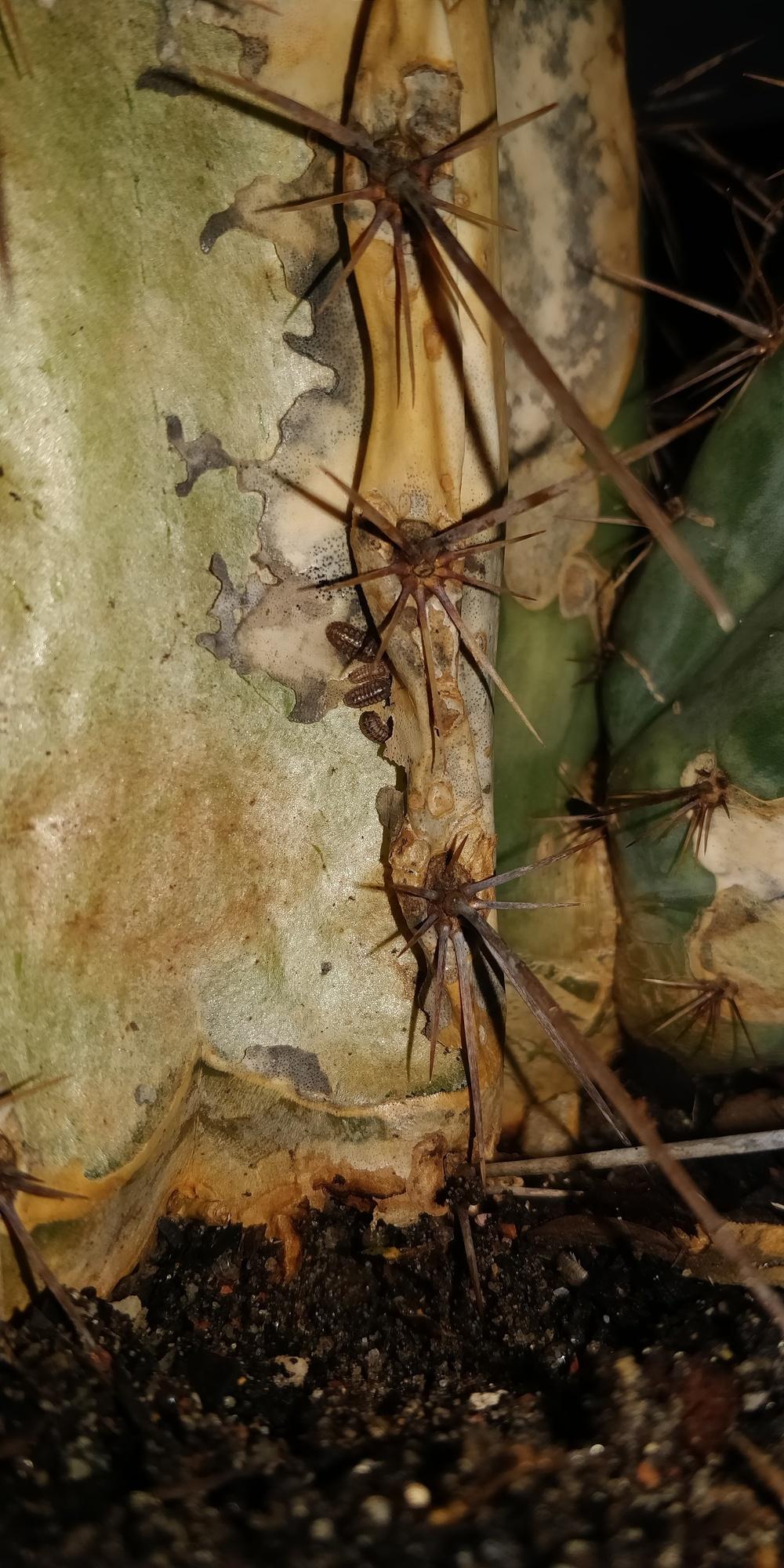 Advice on sick cactus in the Ask a Question forum - Garden.org