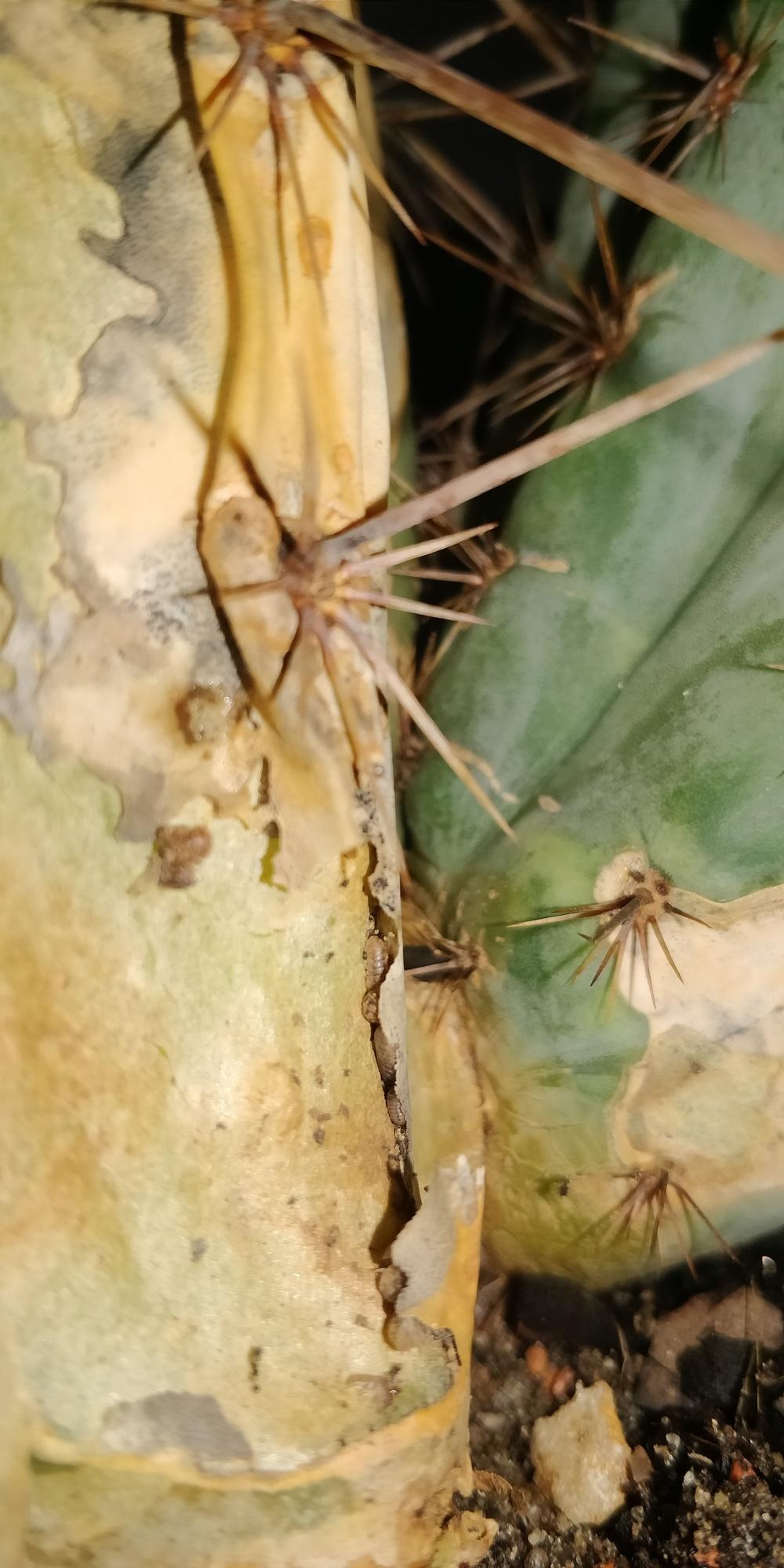 Advice on sick cactus in the Ask a Question forum - Garden.org