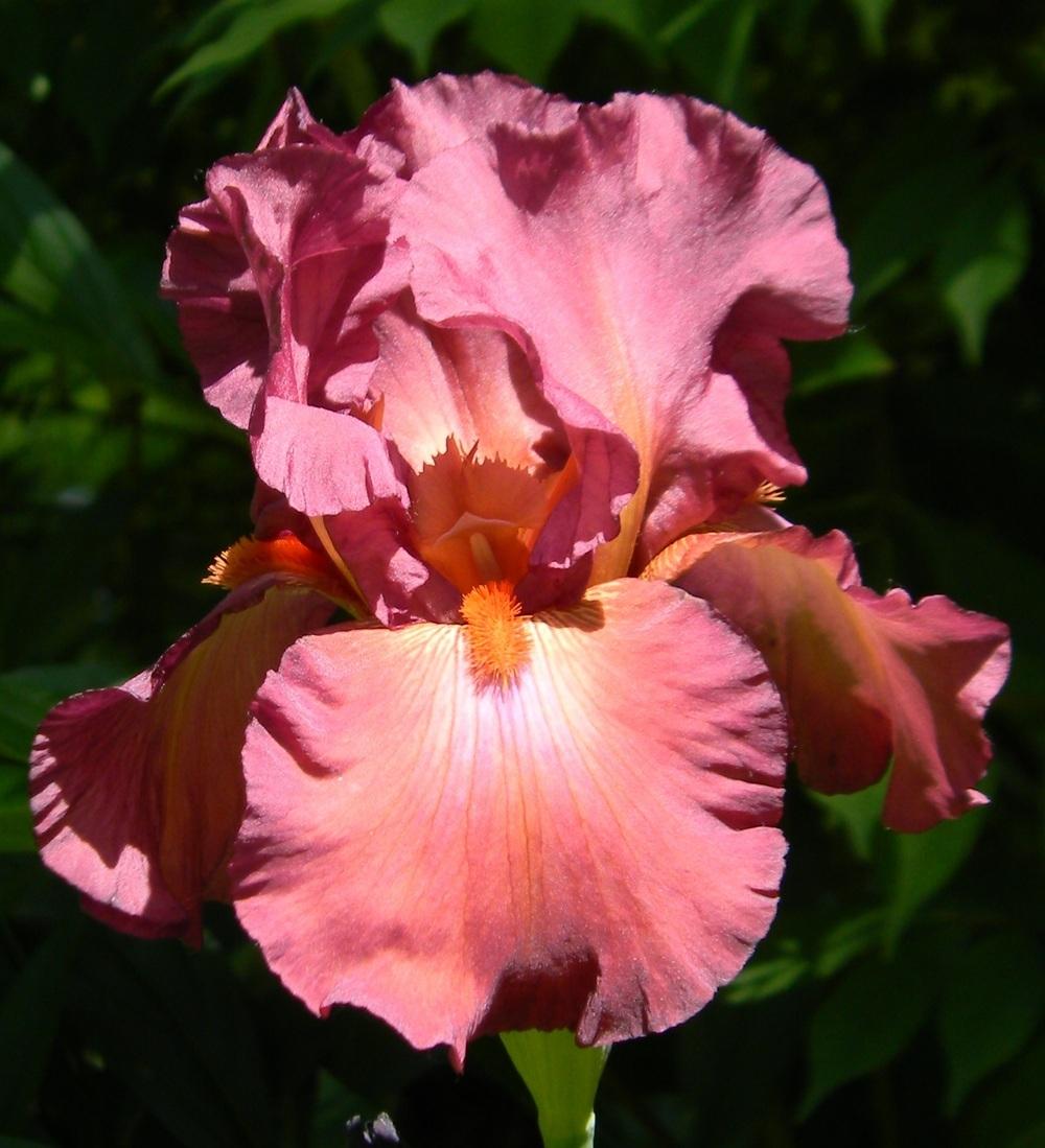 Photo of the bloom of Tall Bearded Iris (Iris 'Lady Friend') posted by ...