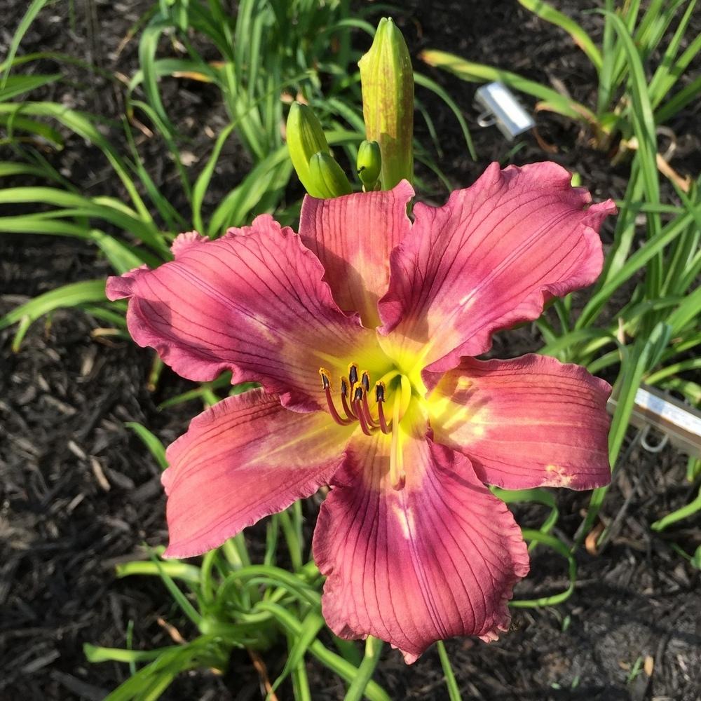 Daylily (Hemerocallis 'Defy Labels') in the Daylilies Database - Garden.org