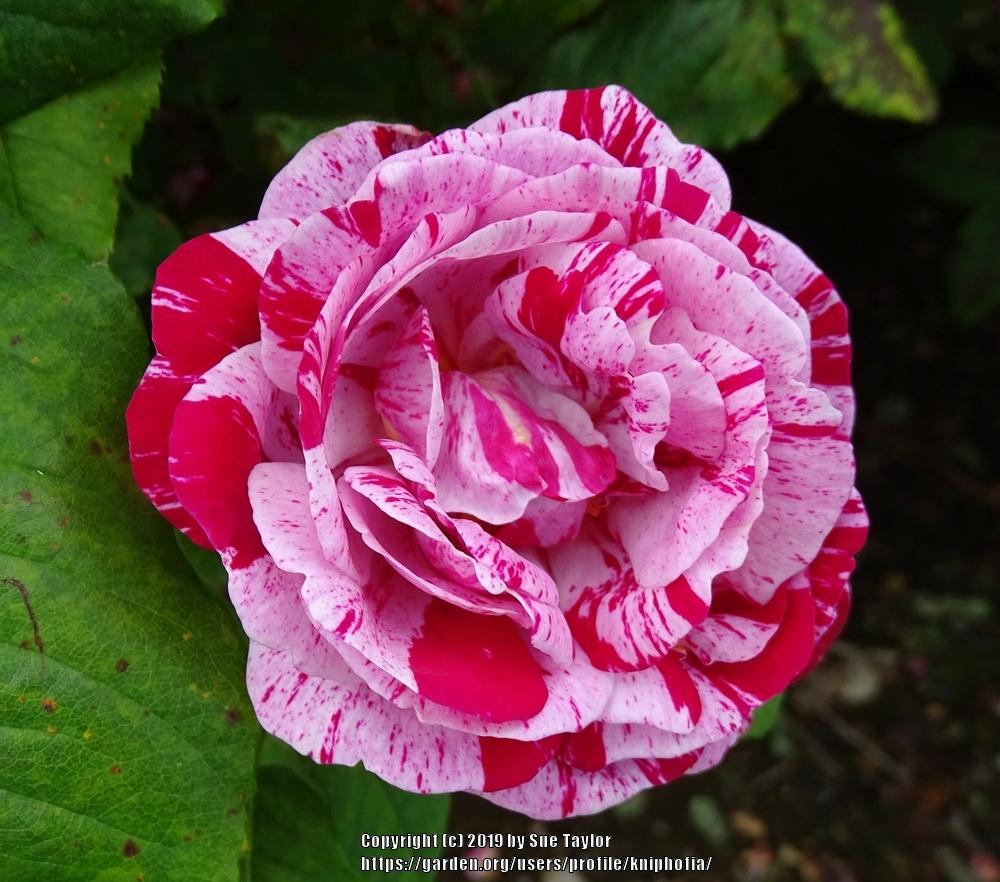 Photo of the bloom of Hybrid Perpetual Rose (Rosa 'Ferdinand Pichard ...