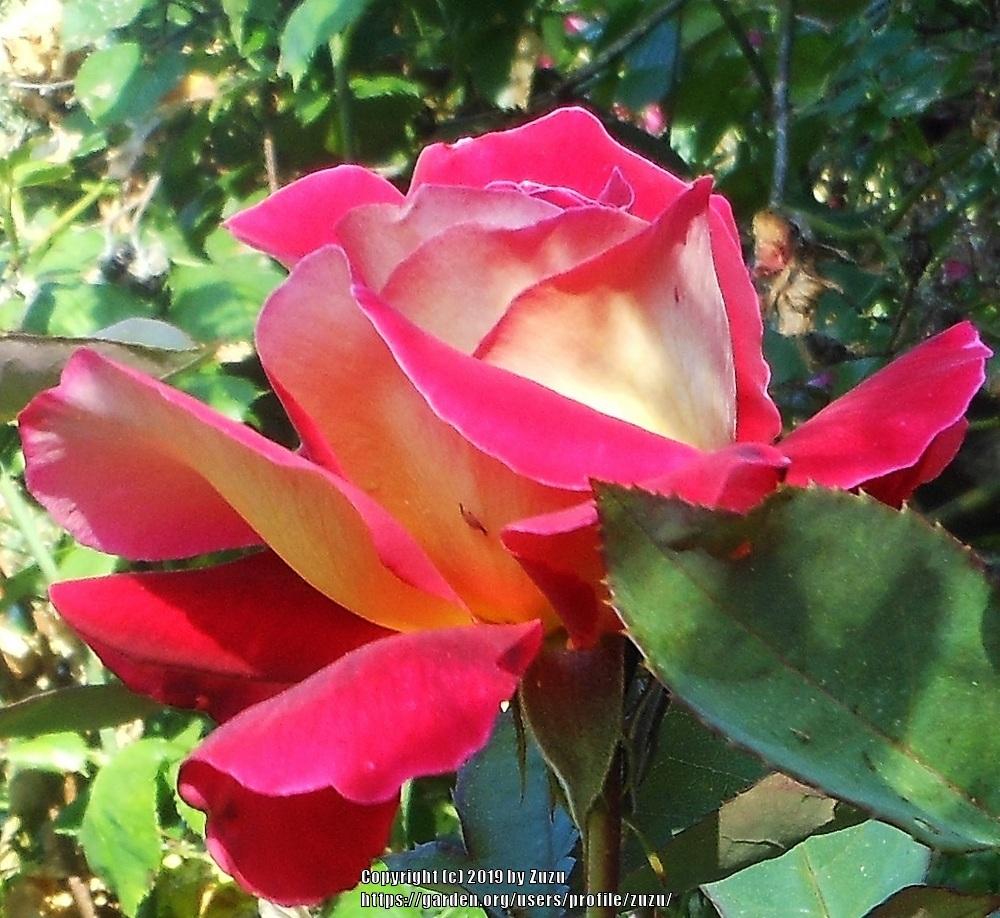 Photo of the bloom of Rose (Rosa 'Monte Carlo Country Club') posted by ...