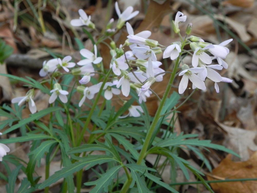 Photo of the bloom of Cutleaf Toothwort (Cardamine concatenata) posted ...
