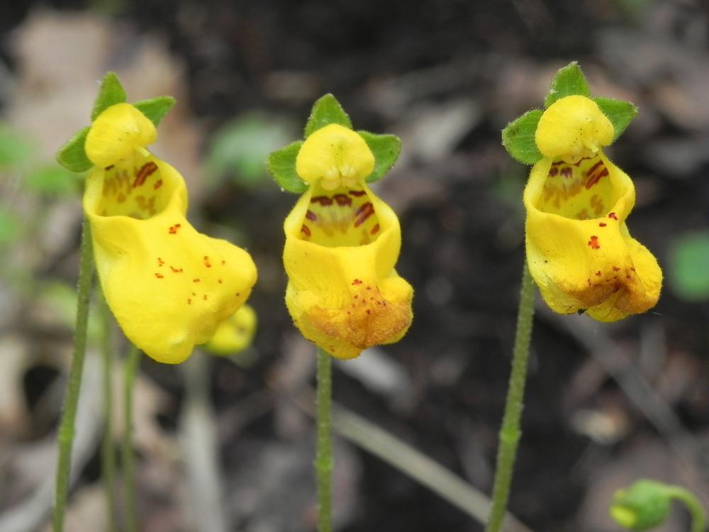 Calceolaria 'John Innes' - Garden.org