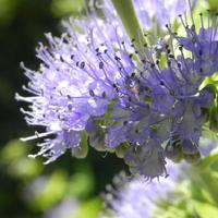 Photo of the entire plant of Bluebeard (Caryopteris incana Sunshine ...
