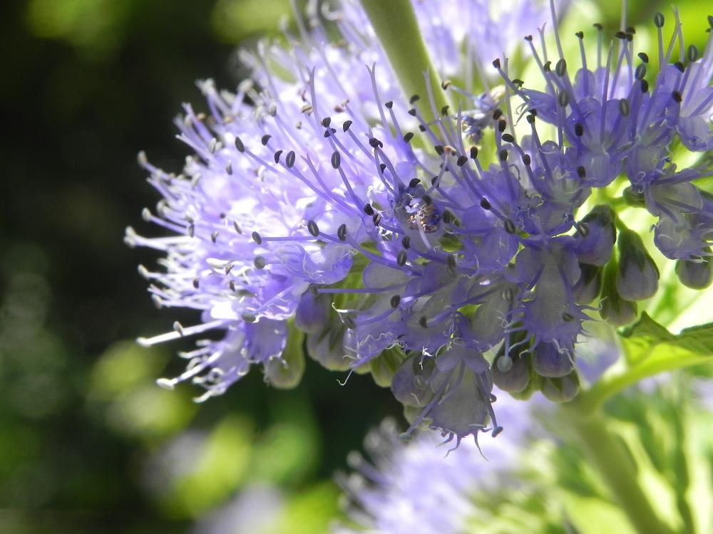 Bluebeards: Plant Care and Collection of Varieties - Garden.org