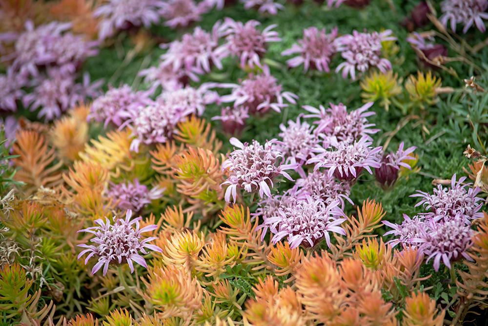 Pterocephalus depressus - Garden.org