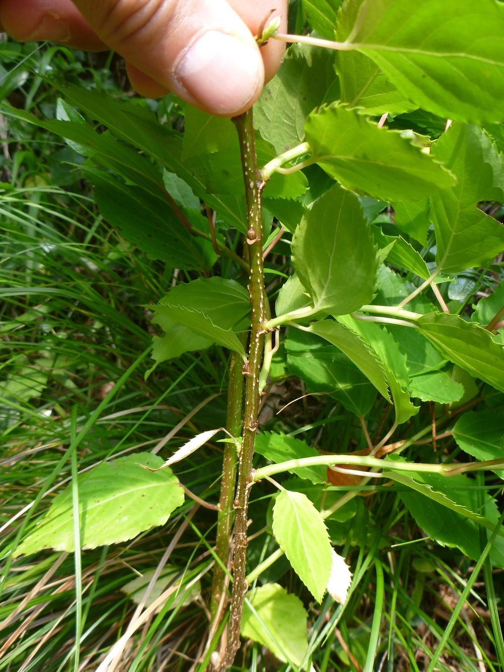 young tree in the Plant ID forum - Garden.org