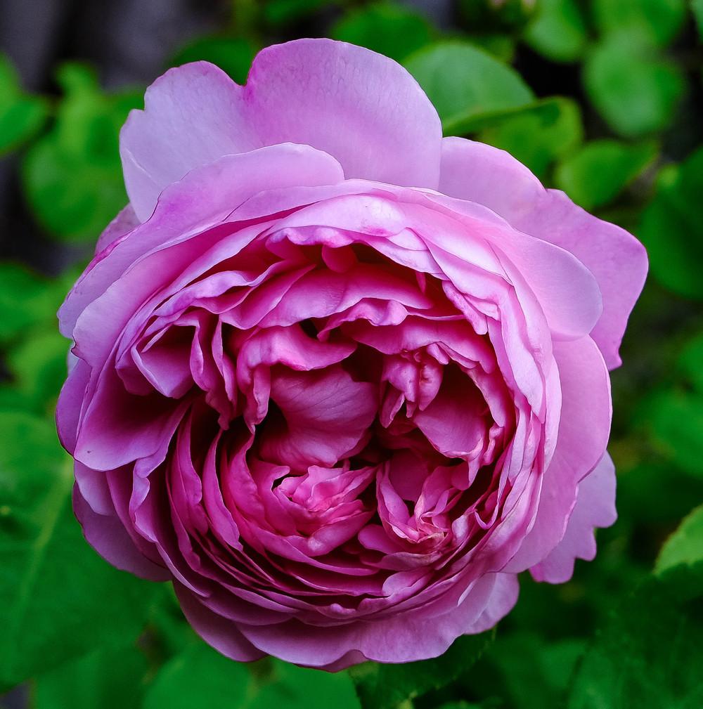 Photo of the bloom of Rose (Rosa 'Charles Rennie Mackintosh') posted by ...