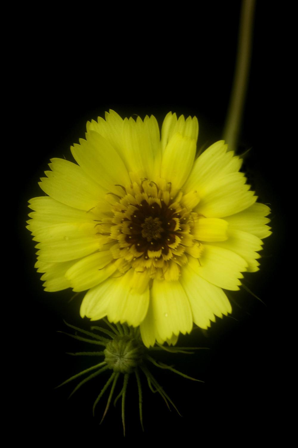 Yellow Hawkweed (Tolpis barbata) - Garden.org