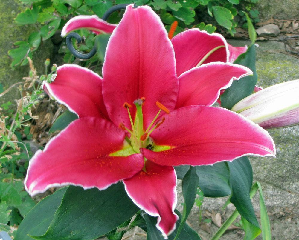 Lily (Lilium 'Indiana') in the Lilies Database - Garden.org