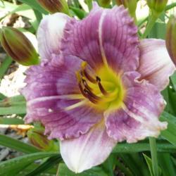 Photo of the bloom of Daylily (Hemerocallis 'Little Jazzman') posted by ...