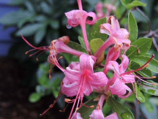 Azalea (Rhododendron 'Weston's Parade') in the Rhododendrons Database ...