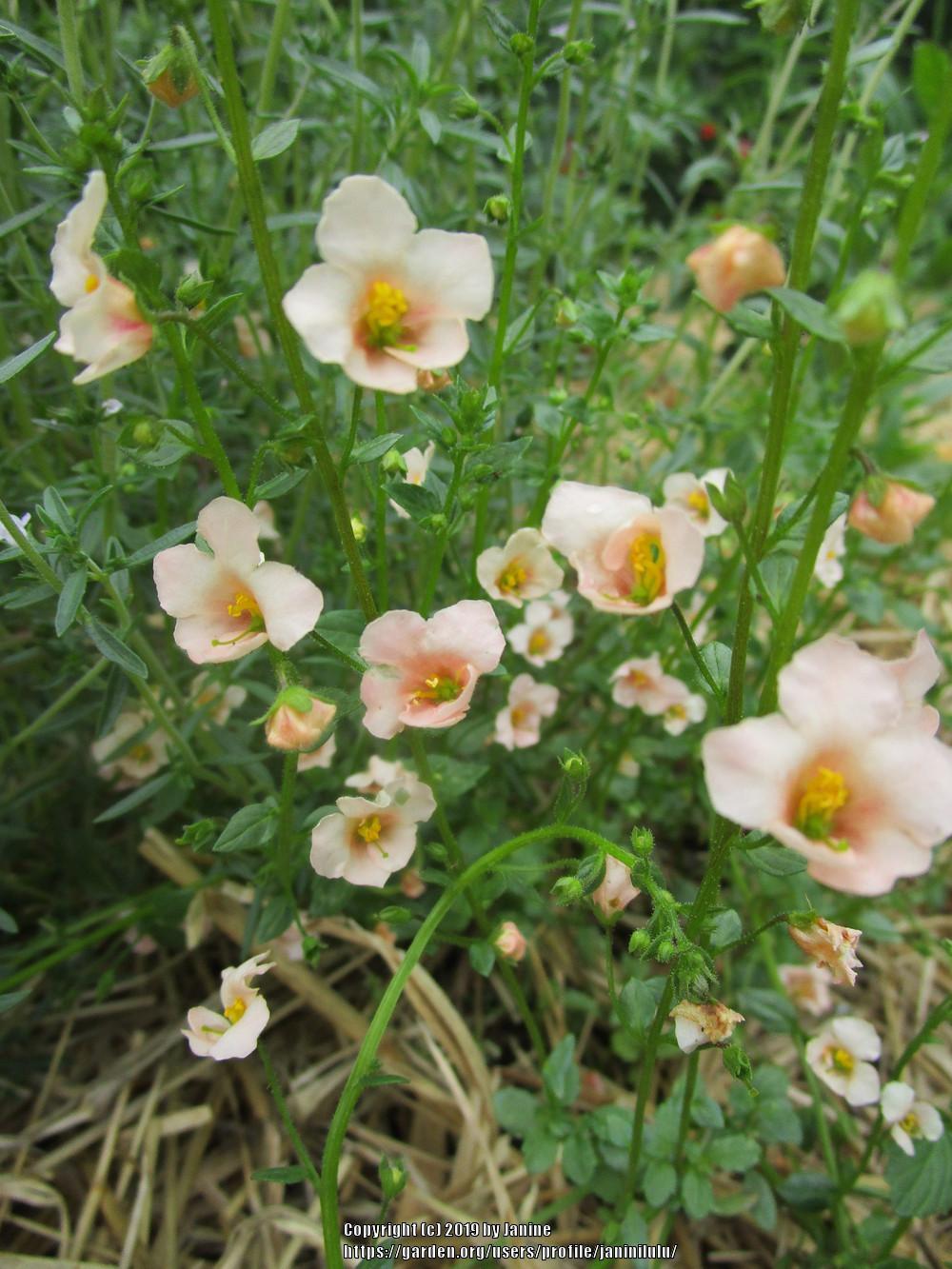 Mask Flower (Alonsoa meridionalis 'Shell Pink') - Garden.org