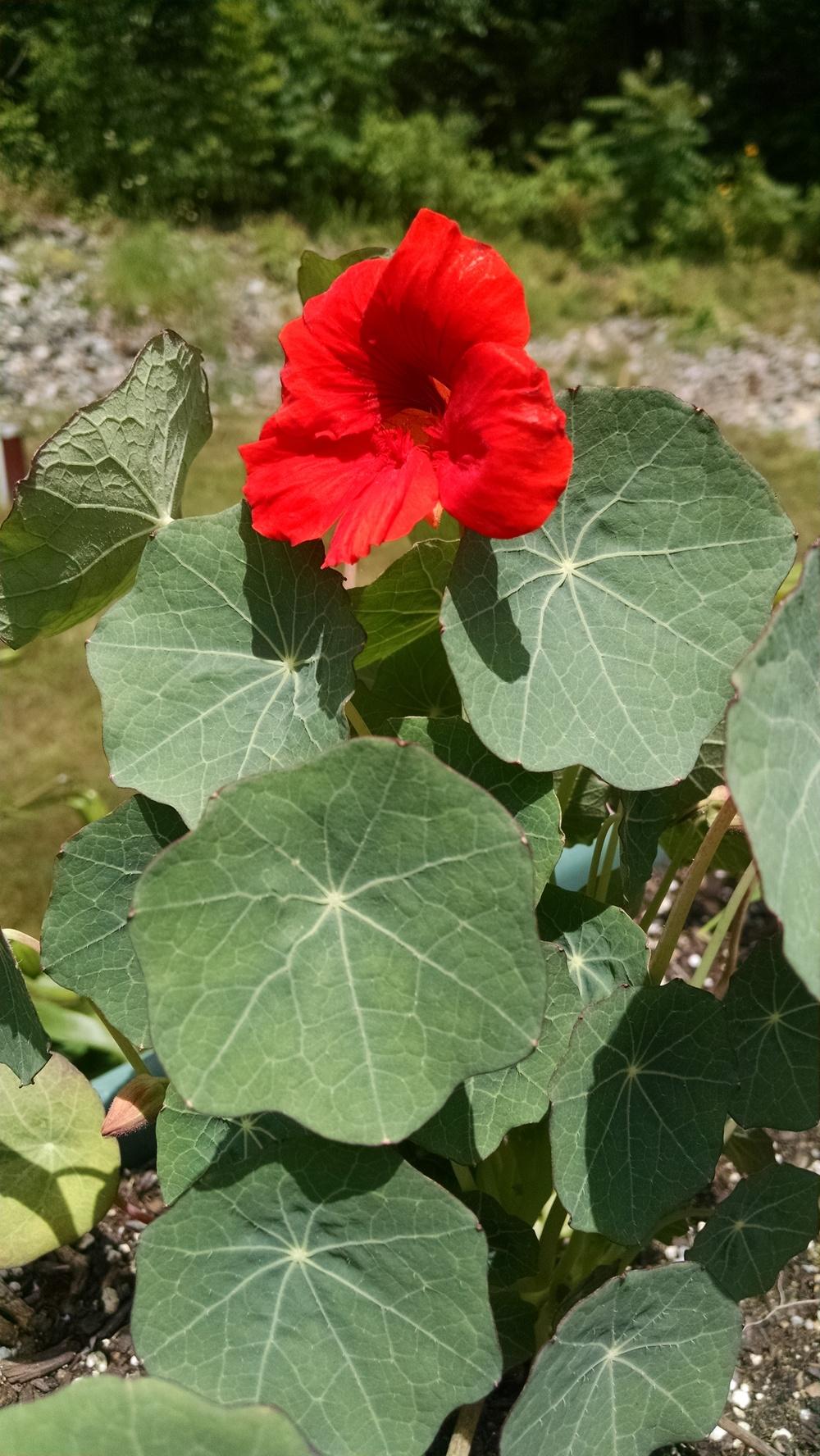 Garden Nasturtiums: Plant Care and Collection of Varieties - Garden.org