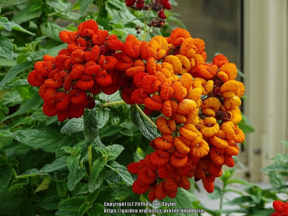 Pocketbook Plant (Calceolaria integrifolia 'Kentish Hero') - Garden.org