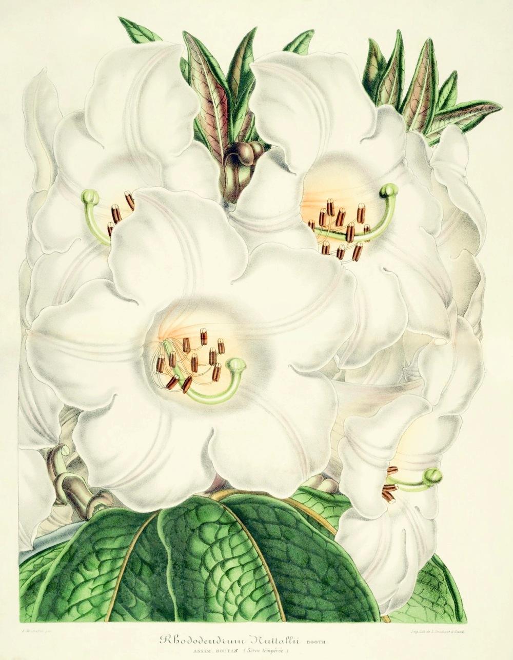 Rhododendron (Rhododendron nuttallii) in the Rhododendrons Database ...