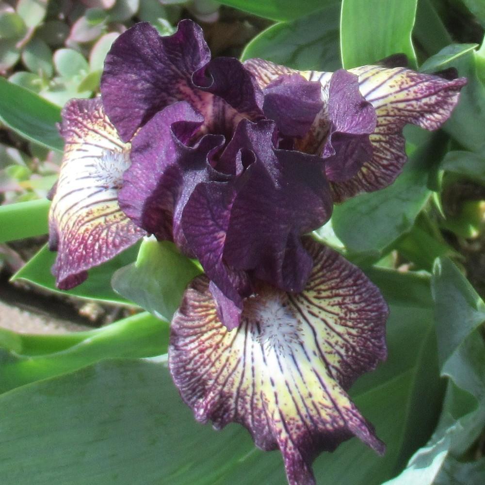 Dwarf Iris by the Box at a Bargain Price in the Classifieds and Group ...