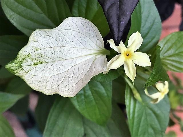 Photo of the leaves of Dwarf Mussaenda (Mussaenda luteola) posted by ...