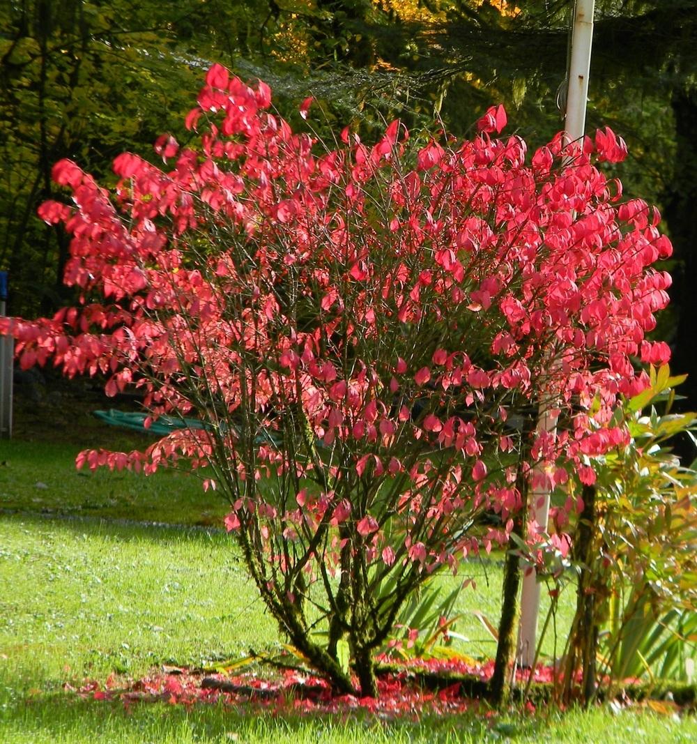 Photo of the entire plant of Dwarf Burning Bush (Euonymus alatus ...