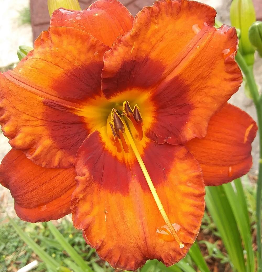 Photo of the bloom of Daylily (Hemerocallis 'Mighty Chestnut') posted by Tiff2884 - Garden.org