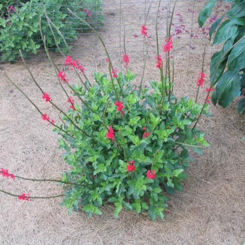 Red Compact Porterweed (Stachytarpheta microphylla) - Garden.org