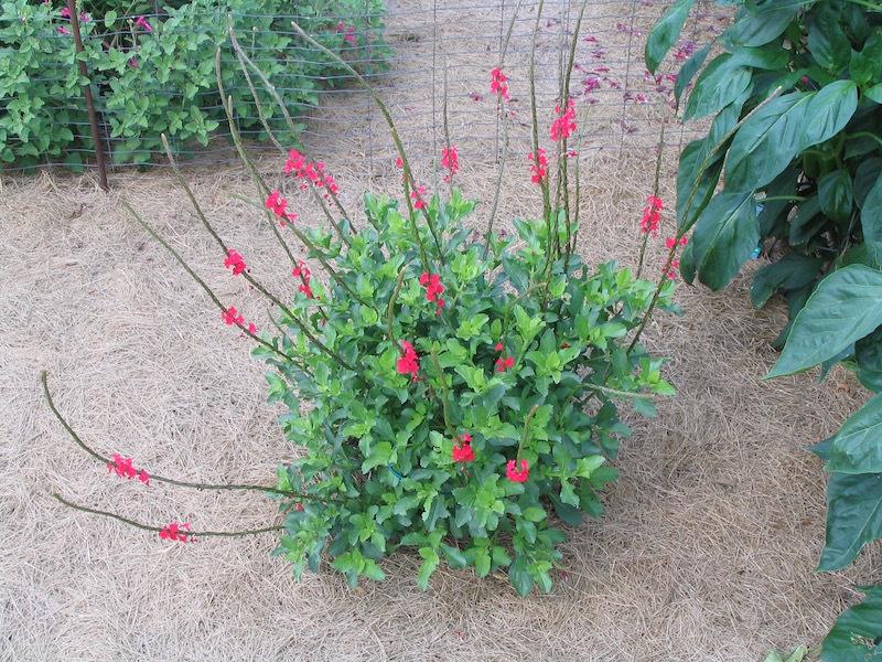 Red Compact Porterweed (Stachytarpheta microphylla) - Garden.org