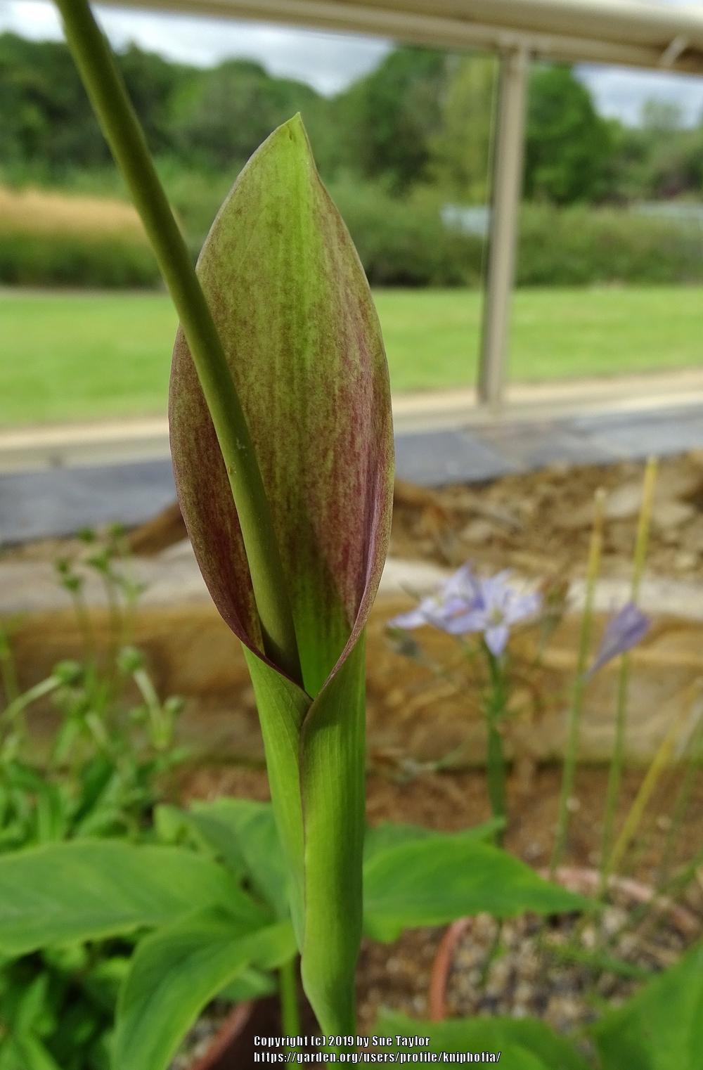 Photo of the bloom of Chinese Green Dragon (Pinellia pedatisecta) posted by kniphofia - Garden.org