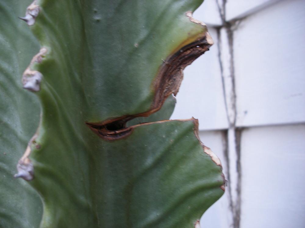 Damaged cactus. What to do now in the Cactus and Succulents forum ...