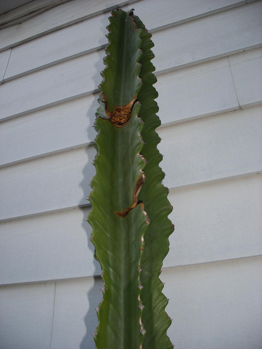 Damaged cactus. What to do now in the Cactus and Succulents forum ...