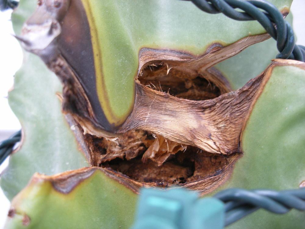 Damaged cactus. What to do now in the Cactus and Succulents forum ...