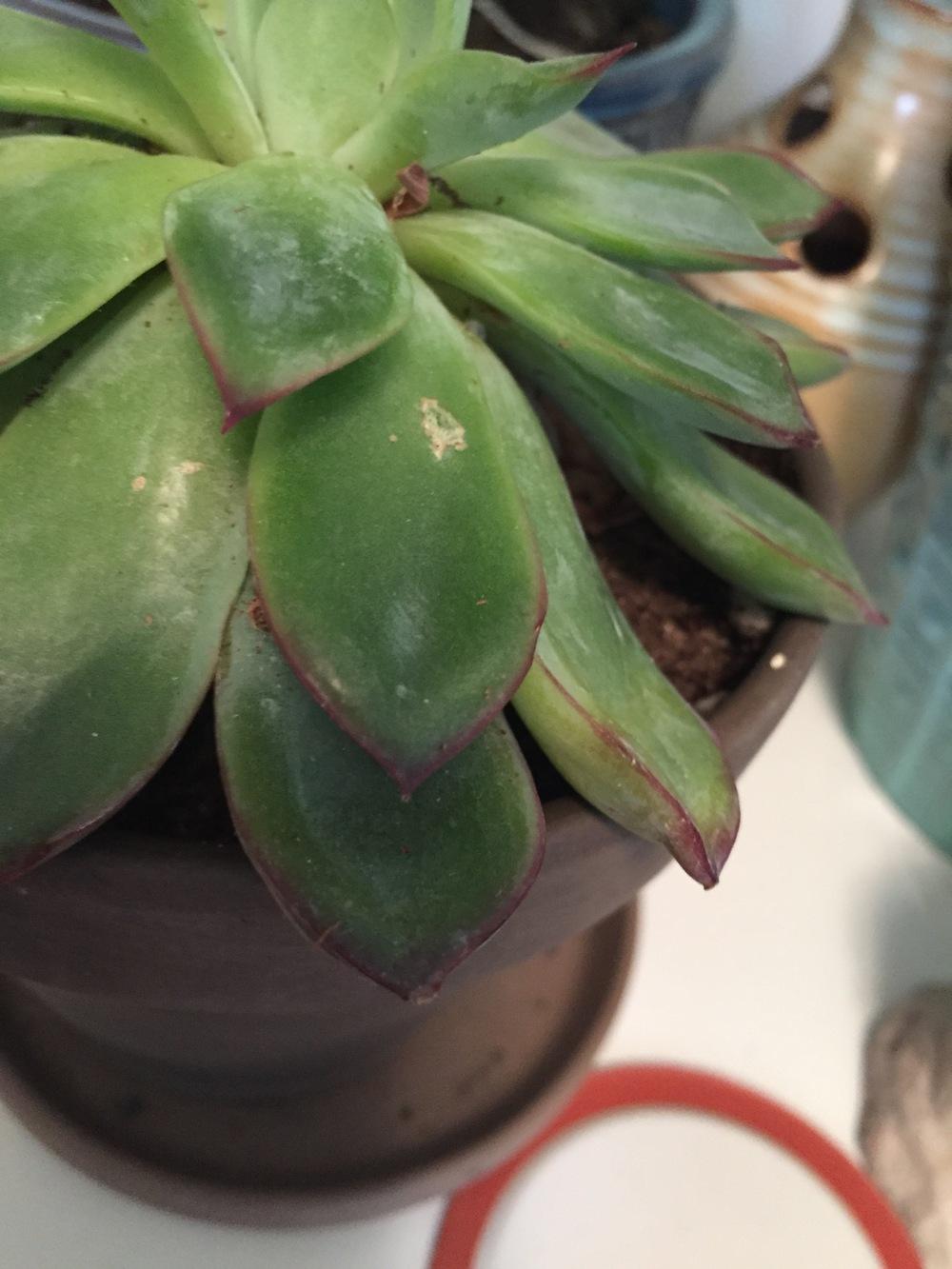 Succulent with white lumps in the Cactus and Succulents forum - Garden.org