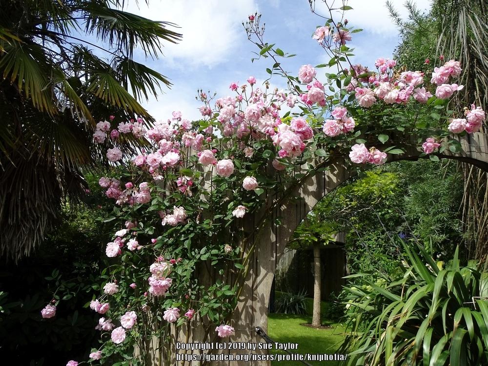 Rose (Rosa 'Mortimer Sackler') in the Roses Database - Garden.org
