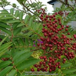 Photo of the fruit of Rowan (Sorbus 'Copper Kettle') posted by ...