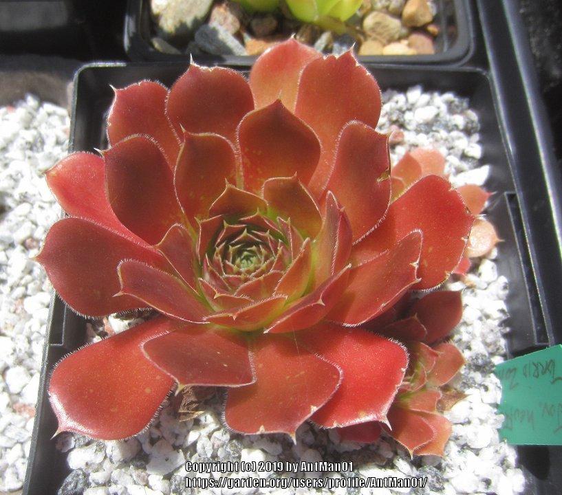 Photo of the entire plant of Job's Beard (Sempervivum heuffelii 'Torrid ...
