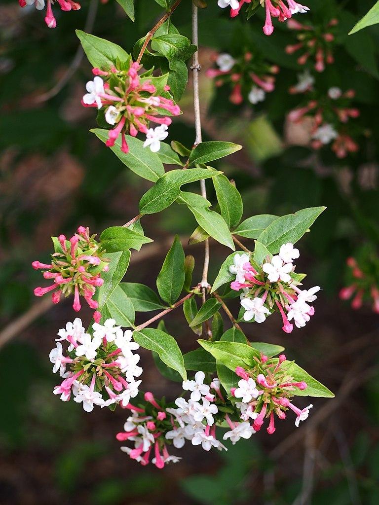 Abelia (Zabelia biflora) in the Abelias Database - Garden.org