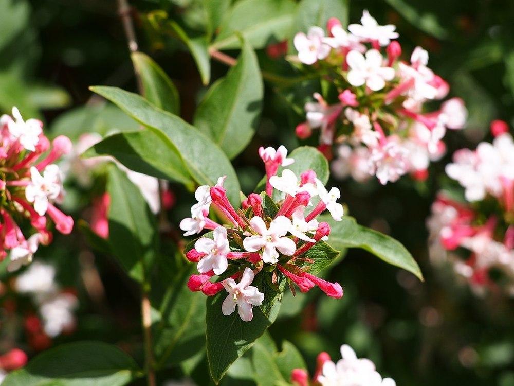 Photo of the bloom of Abelia (Zabelia biflora) posted by DaylilySLP ...