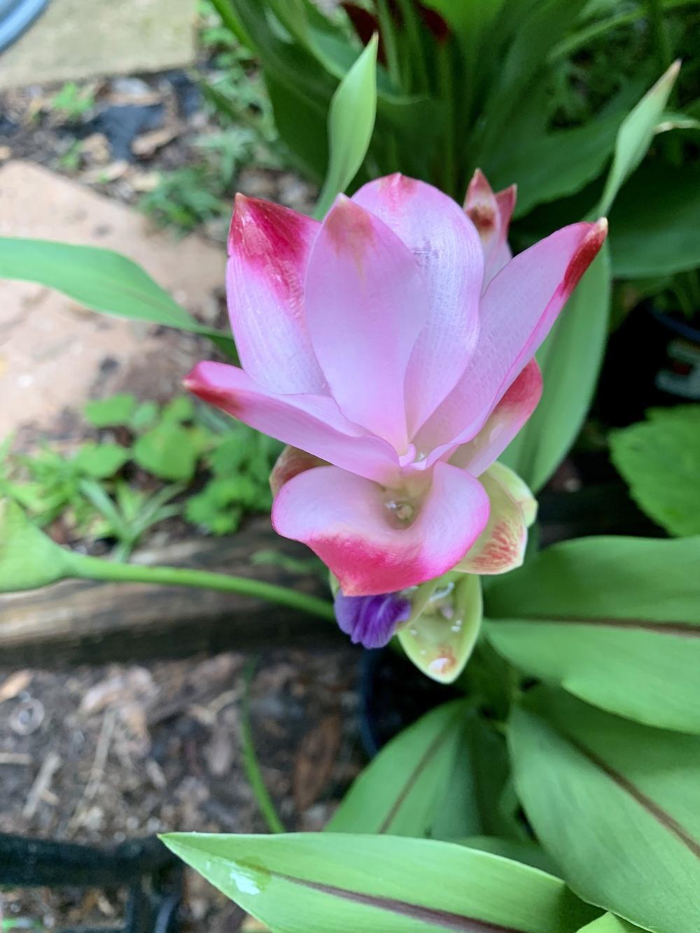 Siam Tulip (Curcuma Siam™ Splash) - Garden.org