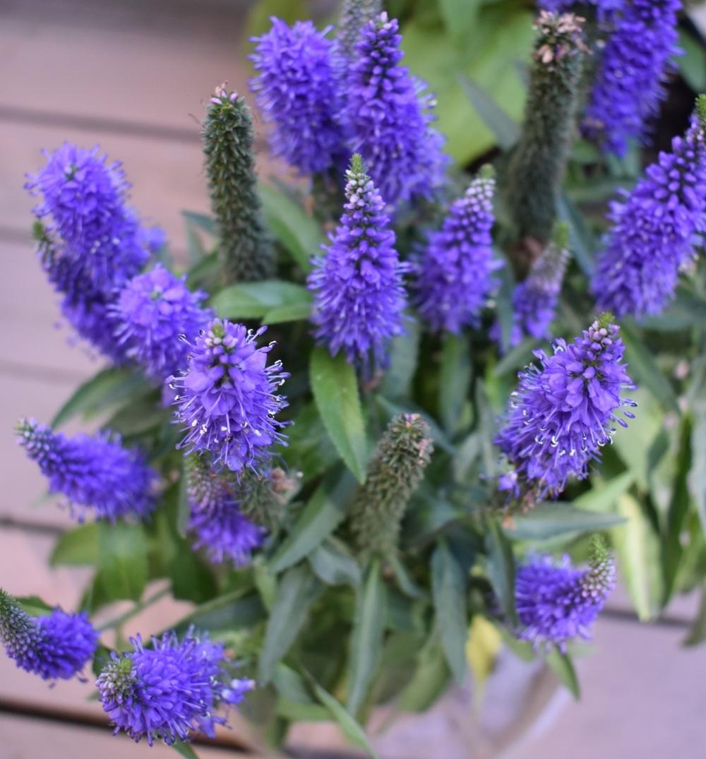 Speedwell (Veronica longifolia Vernique™ Shining Sea) in the Veronicas ...