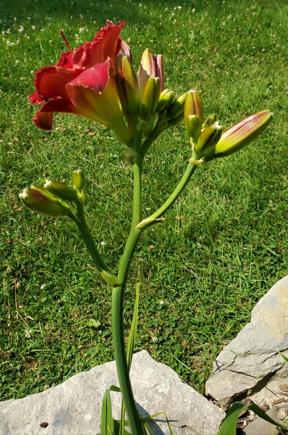 Daylily of the Day: Funny Valentine in the Plants of the Day forum ...