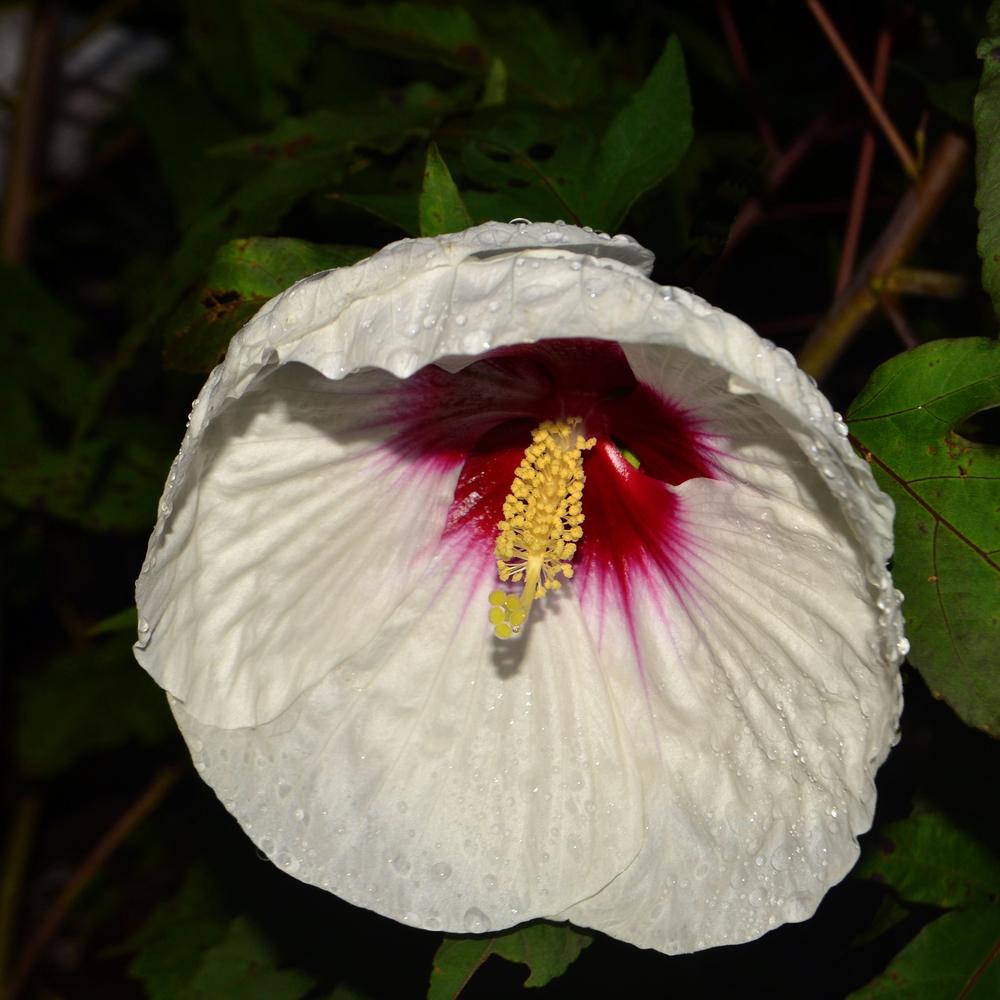 Photo of the bloom of Hybrid Hardy Hibiscus (Hibiscus Summerific™ Mocha ...