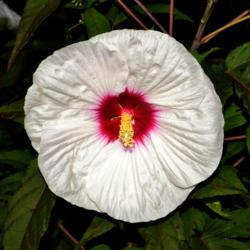 Photo of the entire plant of Hybrid Hardy Hibiscus (Hibiscus Summerific ...