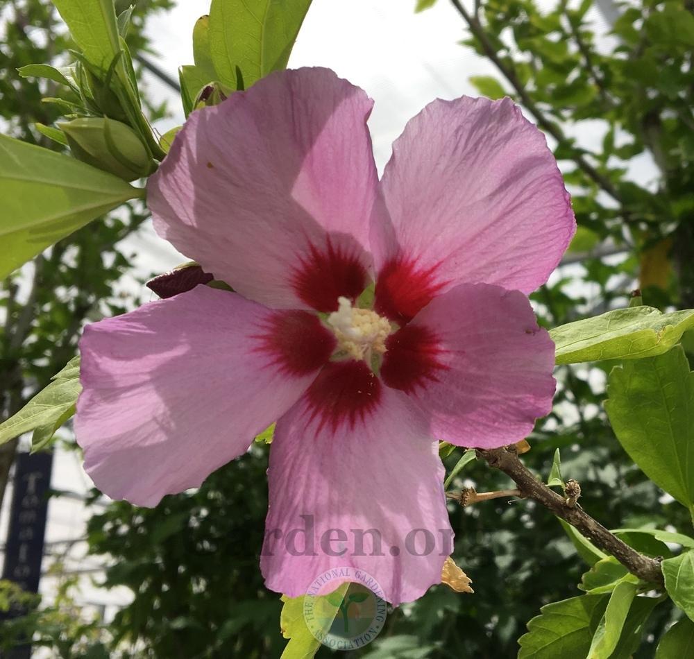 Photo of the bloom of Rose Of Sharon (Hibiscus syriacus 'Minerva ...