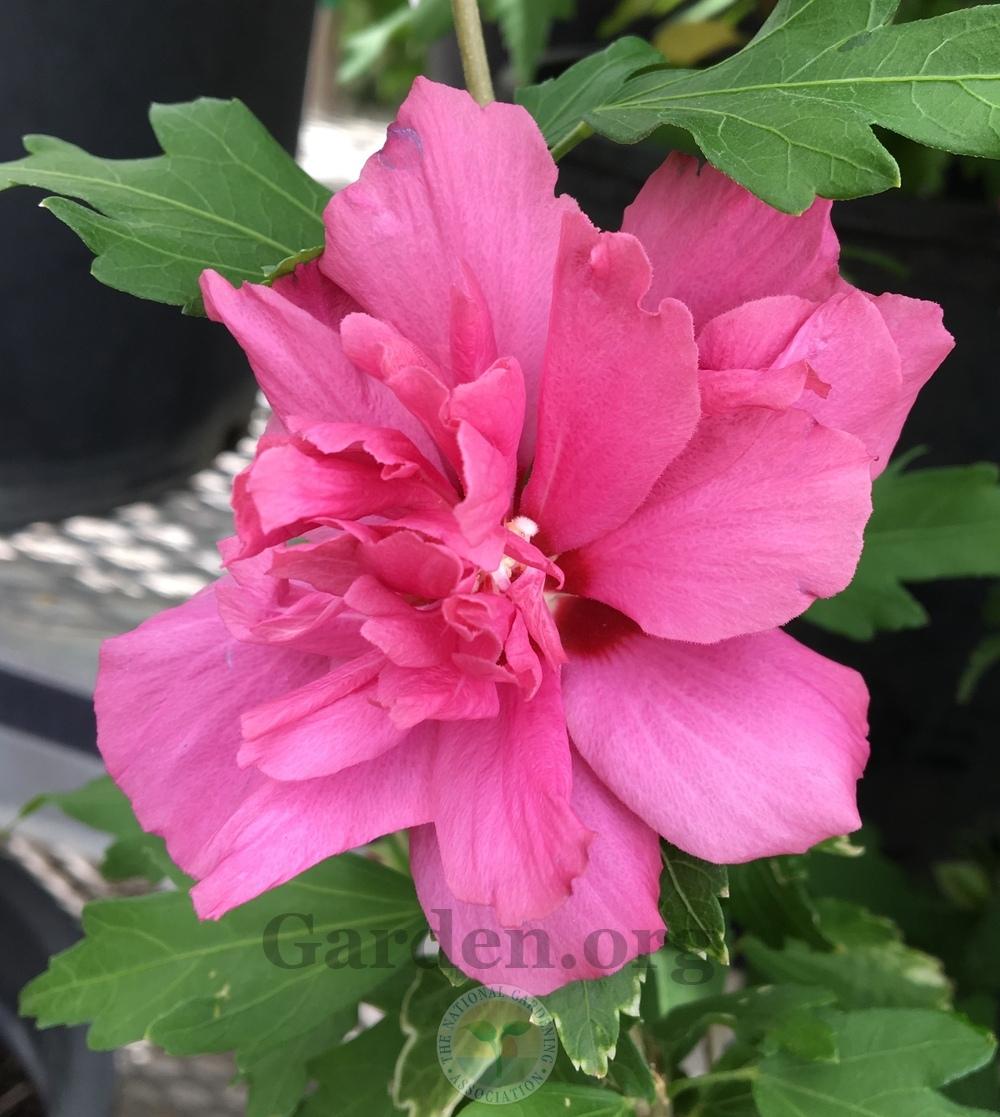 Photo of the bloom of Rose Of Sharon (Hibiscus syriacus 'Lucy') posted ...