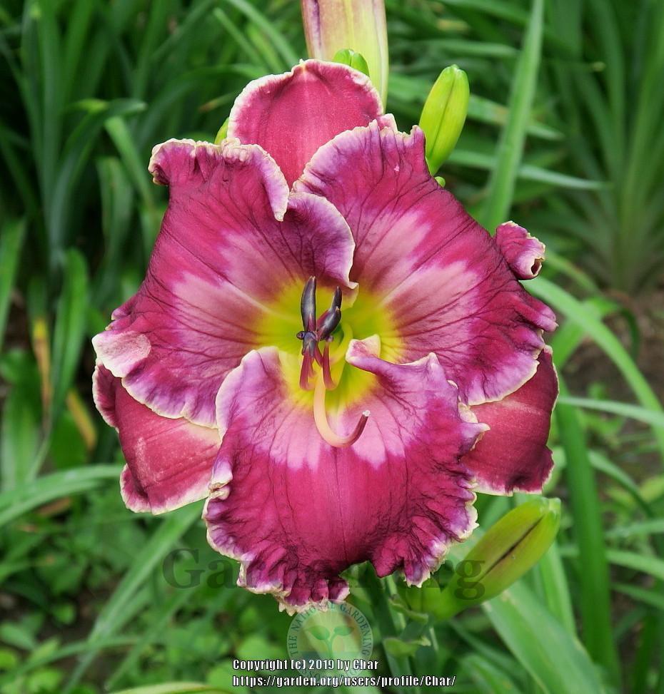 Photo of the bloom of Daylily (Hemerocallis 'Vanishing Mist') posted by ...