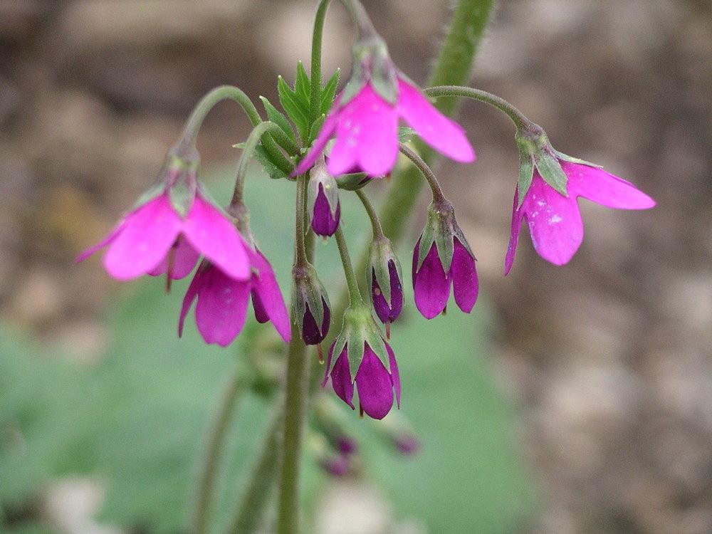 Primrose (Primula matthioli subsp. pekinensis) in the Primroses ...