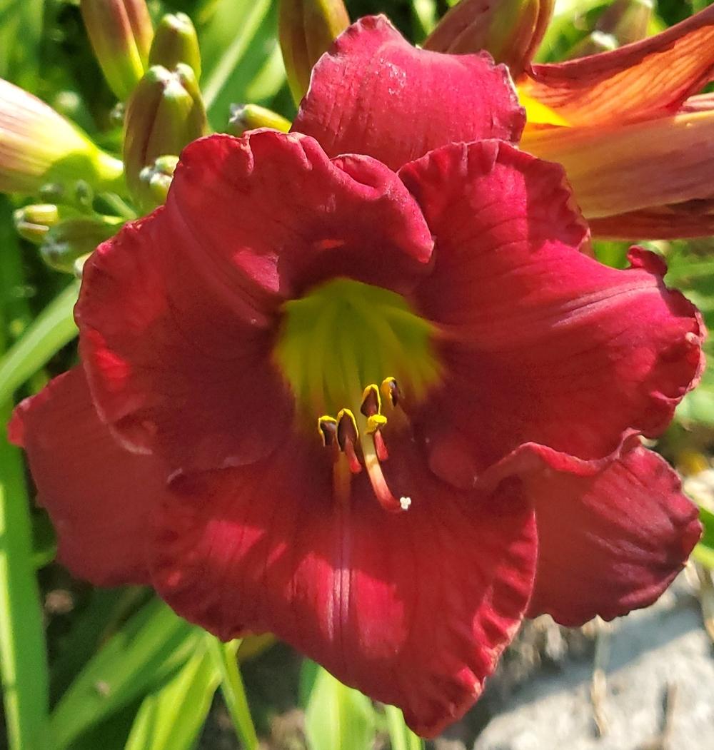 Daylily of the Day: Funny Valentine in the Plants of the Day forum ...