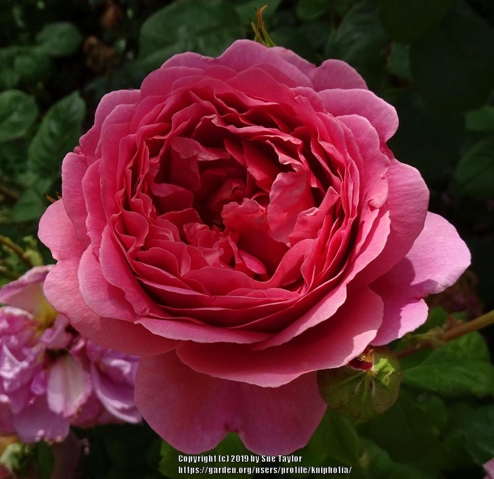 Rose (Rosa 'Princess Alexandra of Kent') in the Roses Database - Garden.org