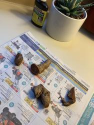 **EMERGENCY** Desert Rose needs resuscitation! in the Adeniums forum ...