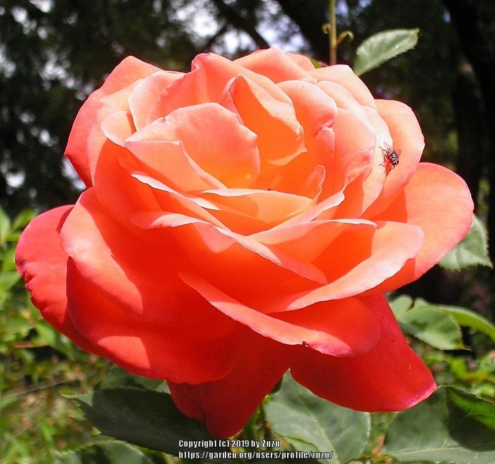 Rose (Rosa 'Spice Twice') in the Roses Database - Garden.org